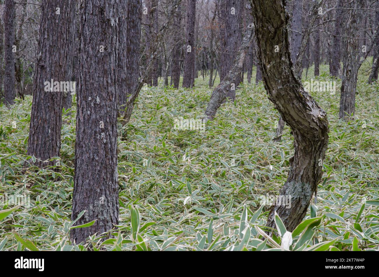 Forest of Japanese larch Larix kaempferi. Nikko National Park. Tochigi ...