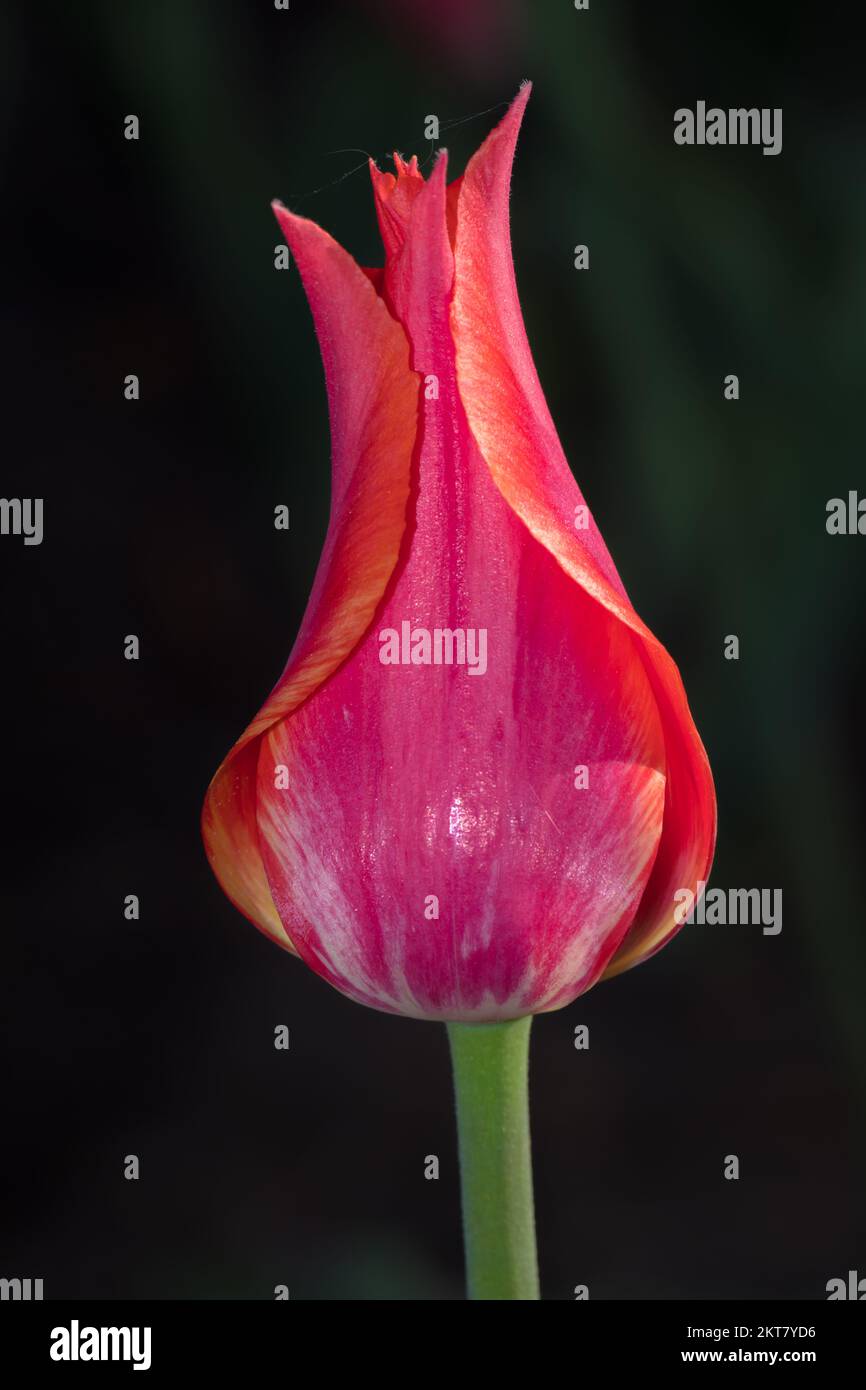 Tulips blooming in the colorful flower beds during Tulip fest in Ottawa ...