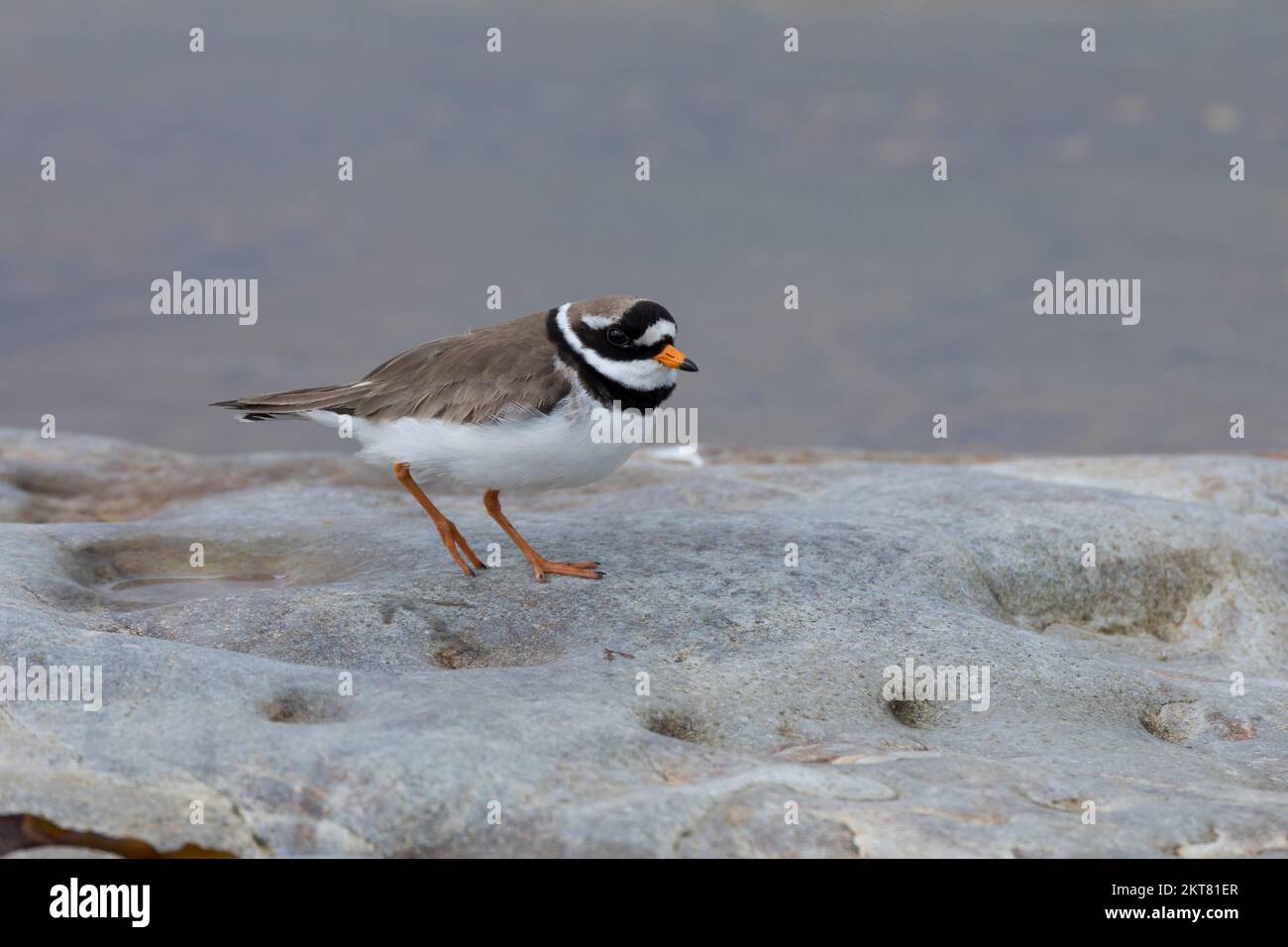 Sandregenpfeifer, Sand-Regenpfeifer, Regenpfeifer, Charadrius hiaticula ...