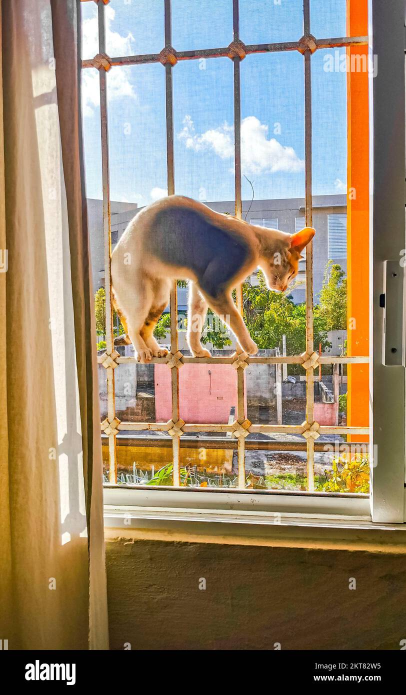White cat climb into window in Playa del Carmen Quintana Roo Mexico ...