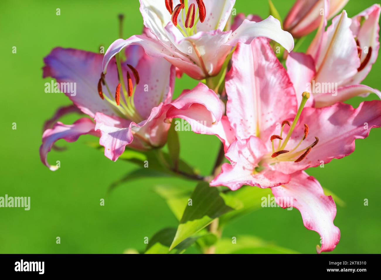 Blooming purple plant Lilia on the green background, closeup Stock ...