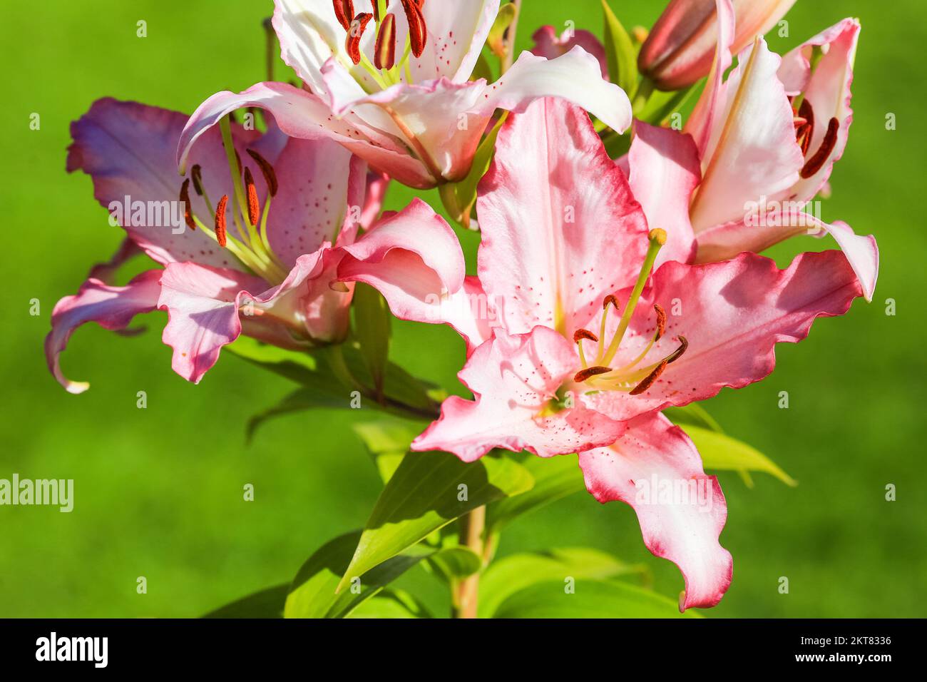 Blooming purple plant Lilia on the green background, closeup Stock ...