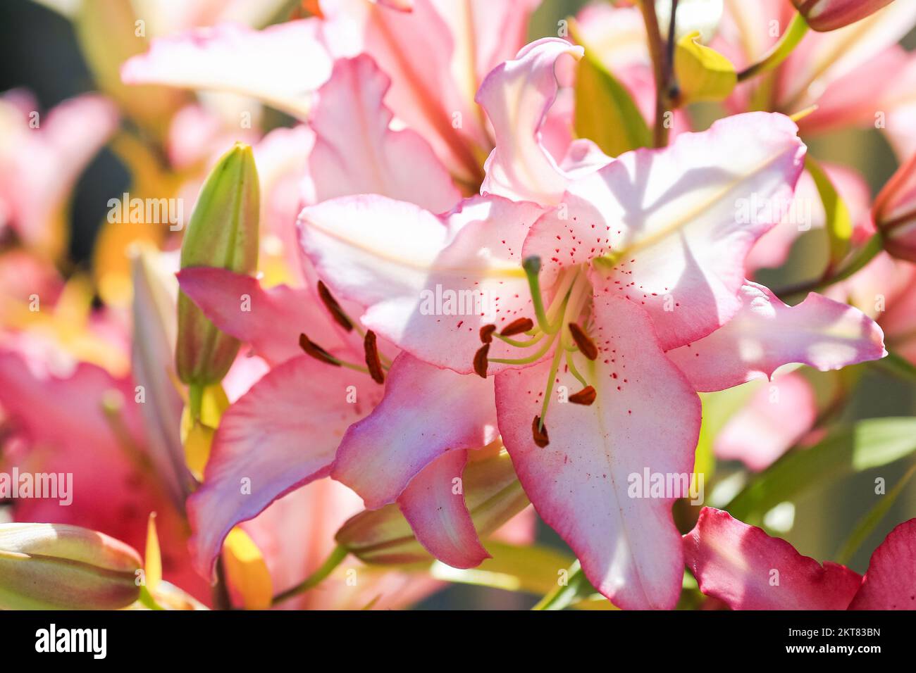 Blooming purple plant Lilia on the green background, closeup Stock ...