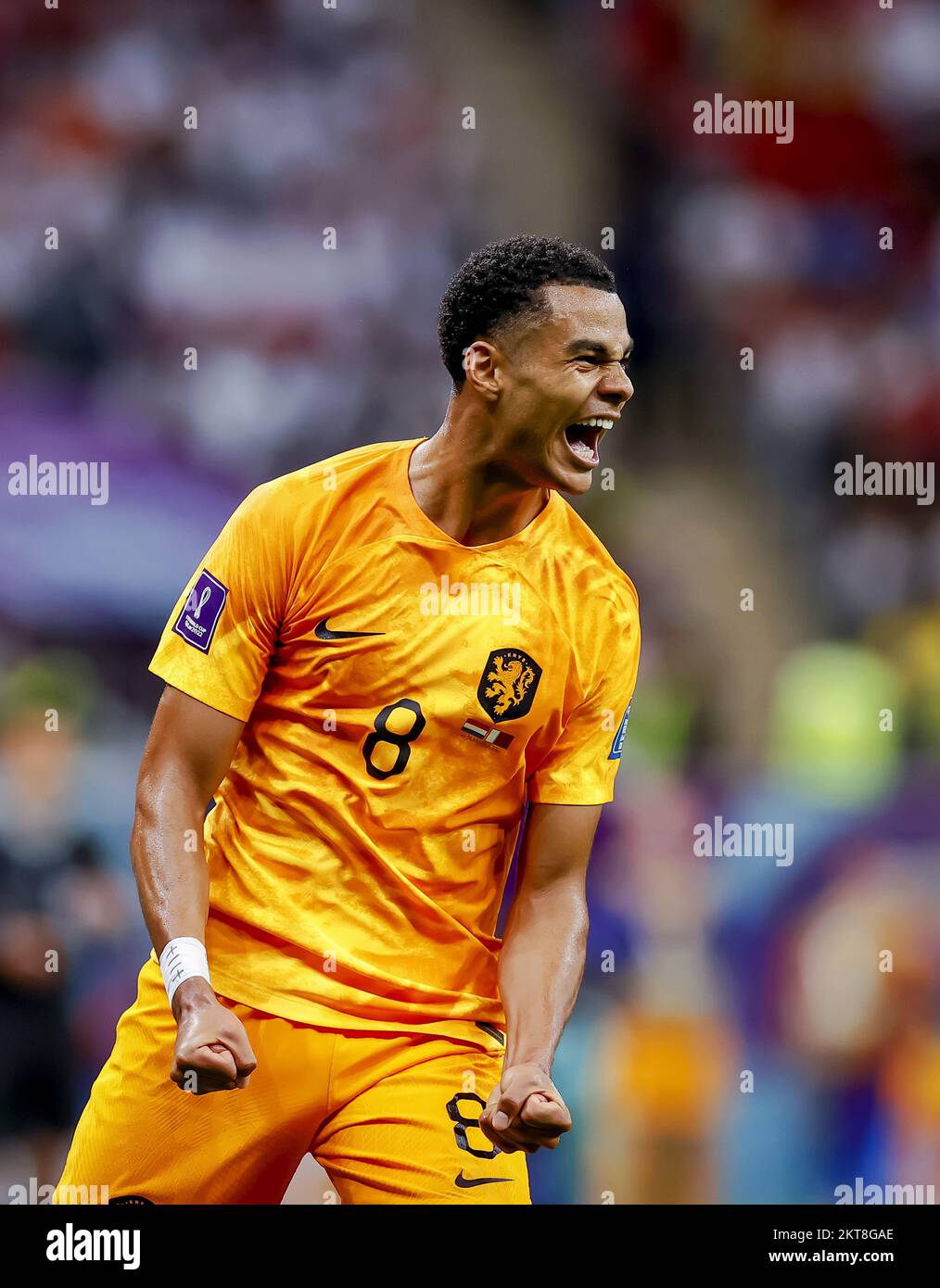 AL KHOR - Cody Gakpo of Holland celebrates the 1-0 against Qatar during ...