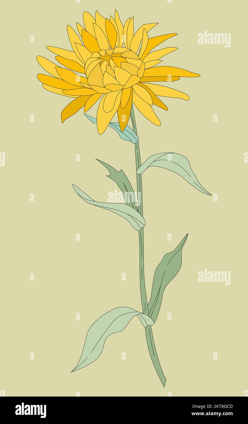 Wildflower linen Stock Vector Images - Alamy