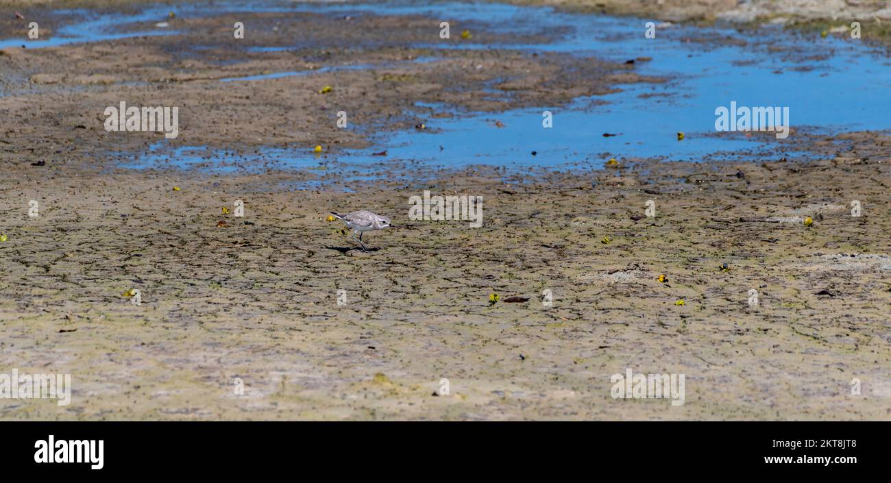 Small water bird in the Mangroves of Umm Al Quwain, United Arab ...
