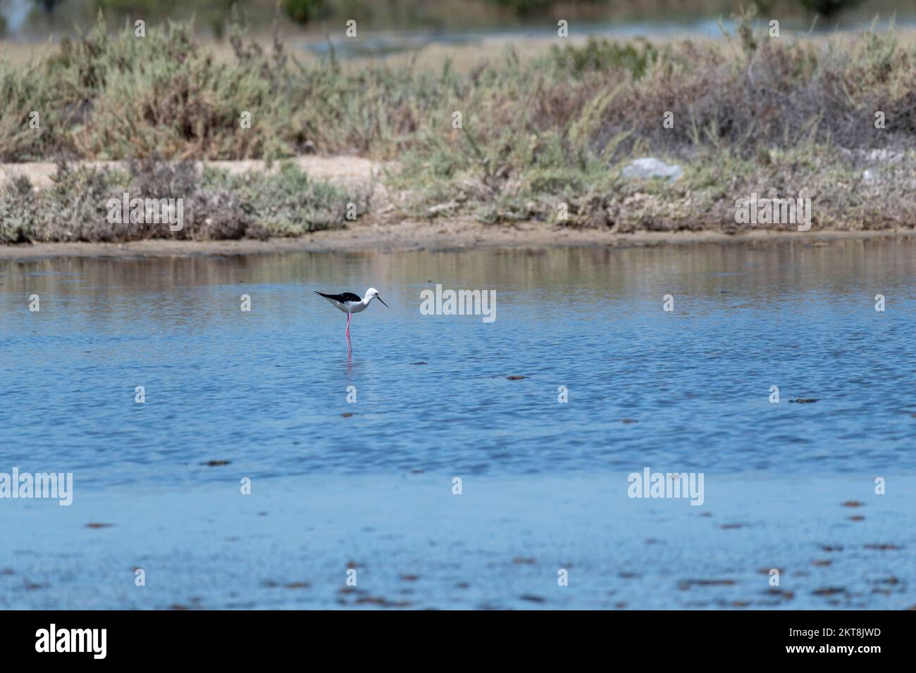 Small water bird in the Mangroves of Umm Al Qwain with copy space ...