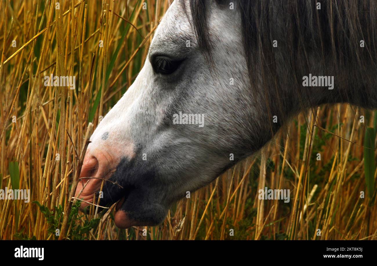 Close up head of rare Welsh, semi-feral Carneddau pony, feeding on ...
