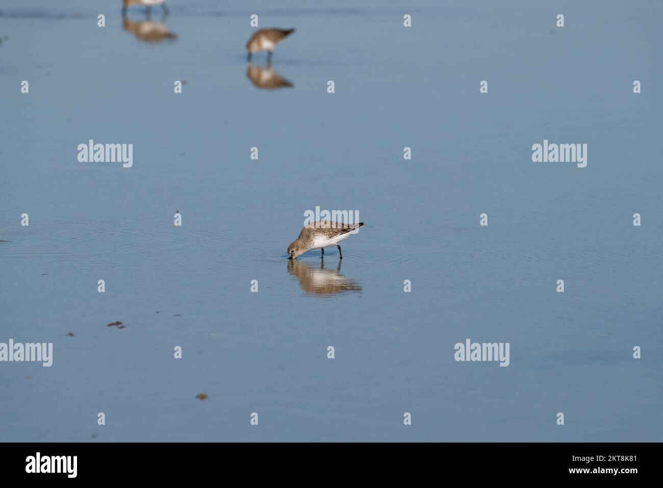 Small water birds looking for food in the Mangroves of Umm Al Quwain ...