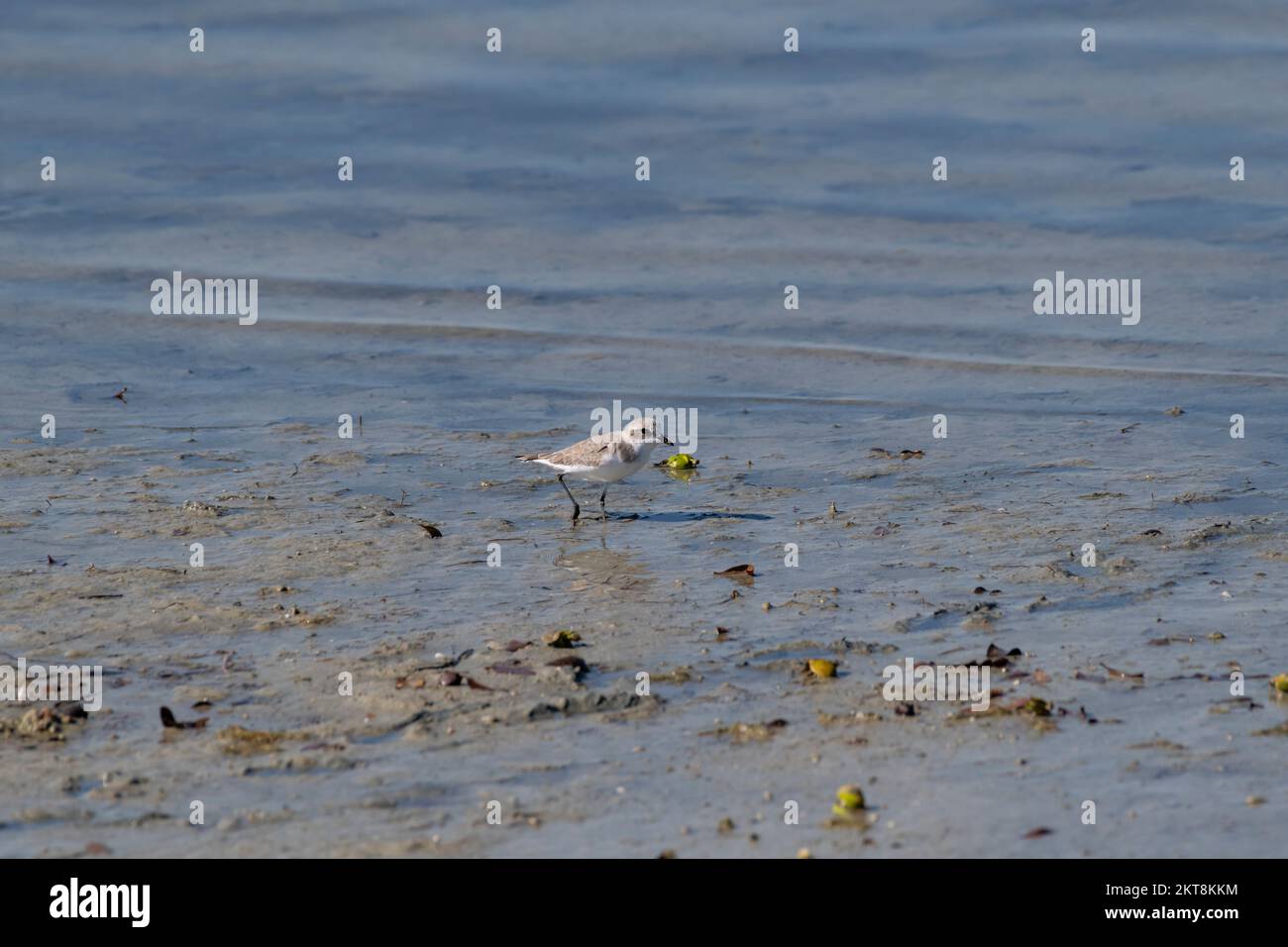 Small waterbird looking for food in the Mangroves of Umm Al Qwain with ...