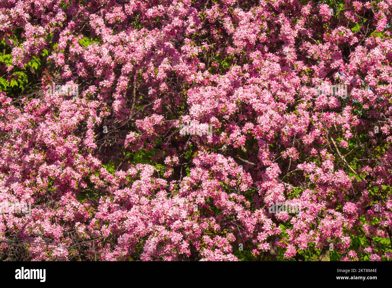 Flowers blooming during springtime in the Park at Tulip Festival in ...
