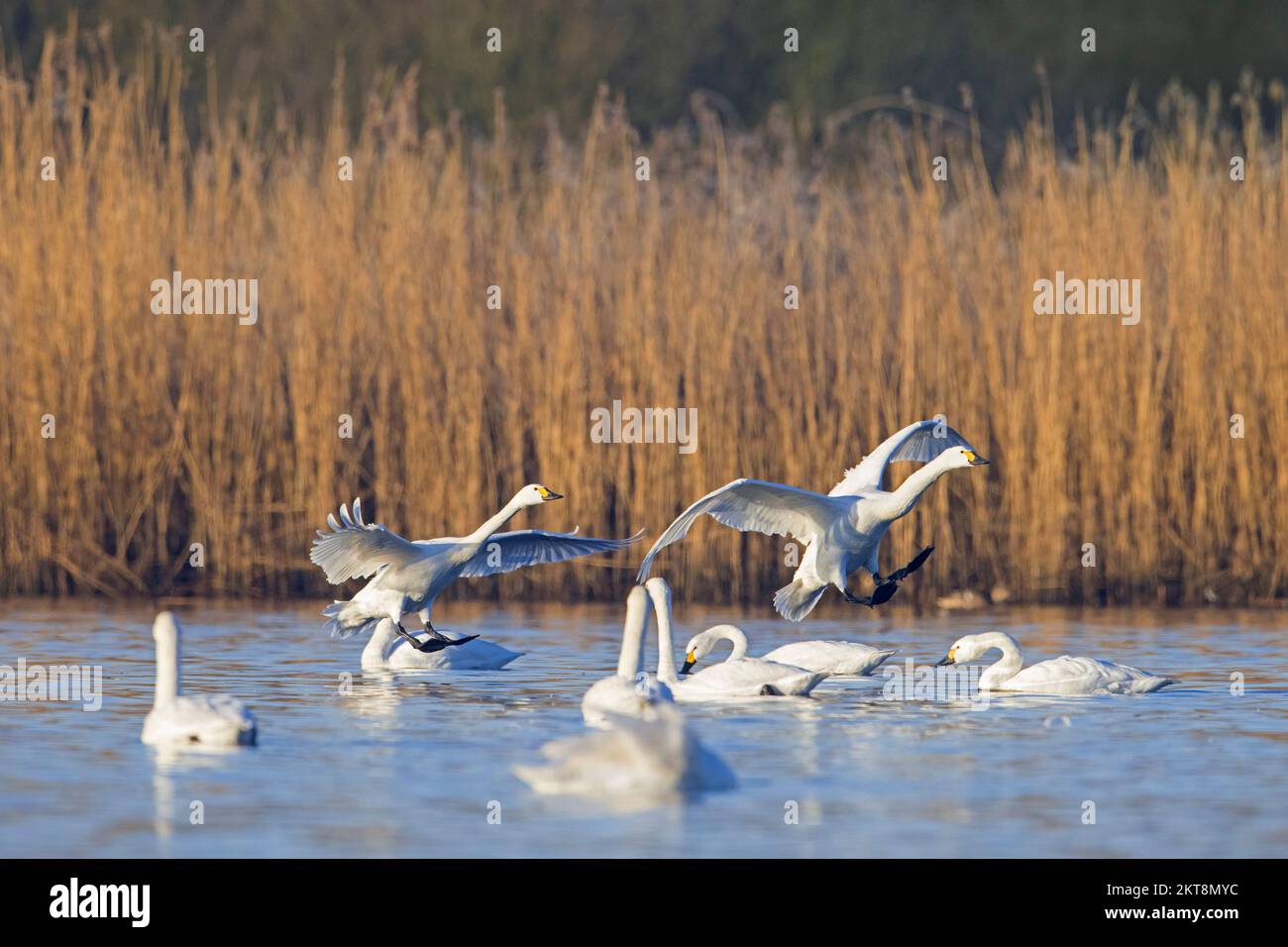 Group swans on lake dusk hi-res stock photography and images - Alamy