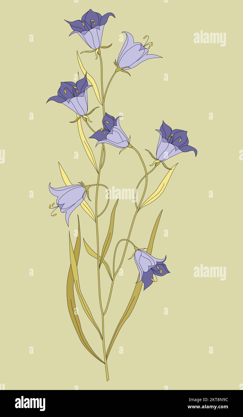 Campanula garden plant Stock Vector Images - Alamy