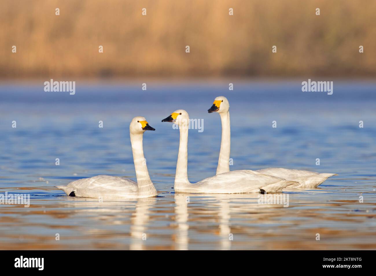 THree Bewick's swans (Cygnus bewickii) gathering in the evening on lake ...