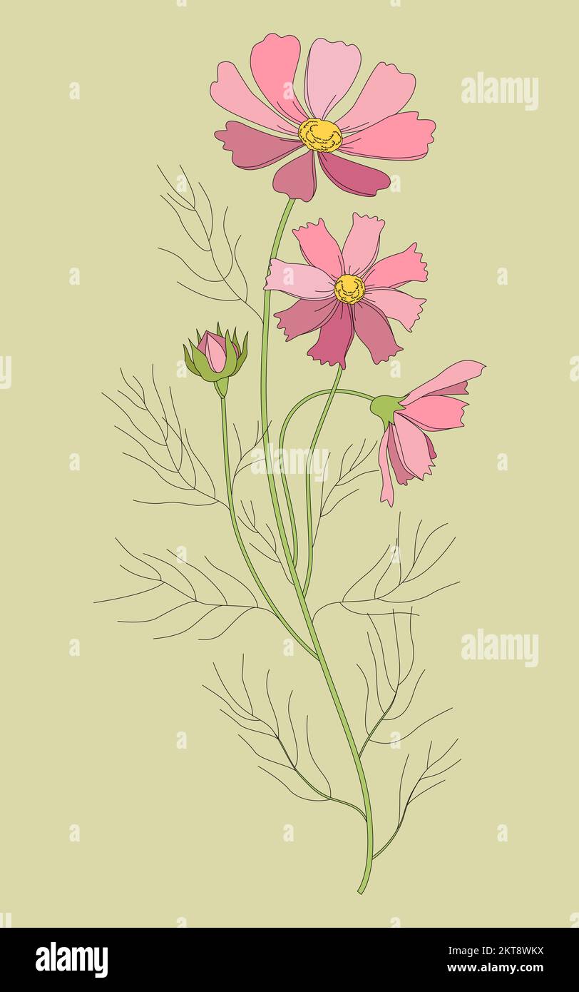 Cosmos flowers background Stock Vector Images - Alamy