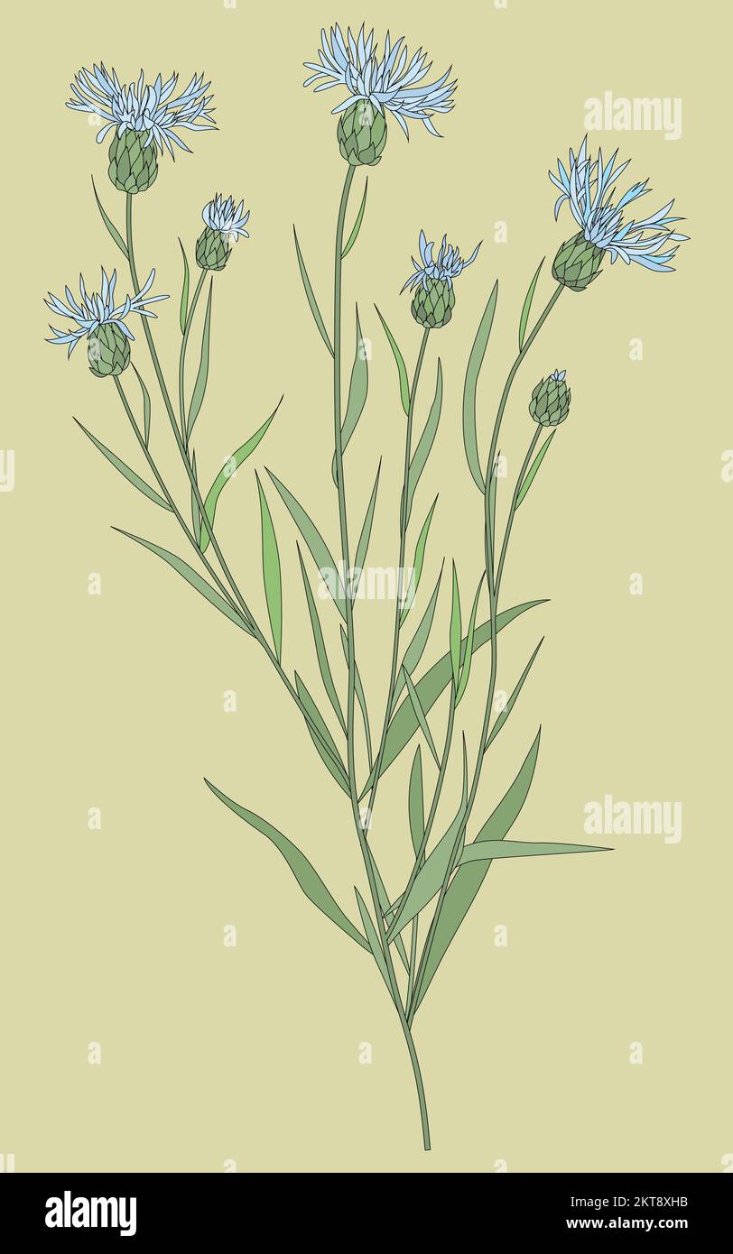 Cornflower, a sketched botanical sketch. An old sketch drawing, plants ...