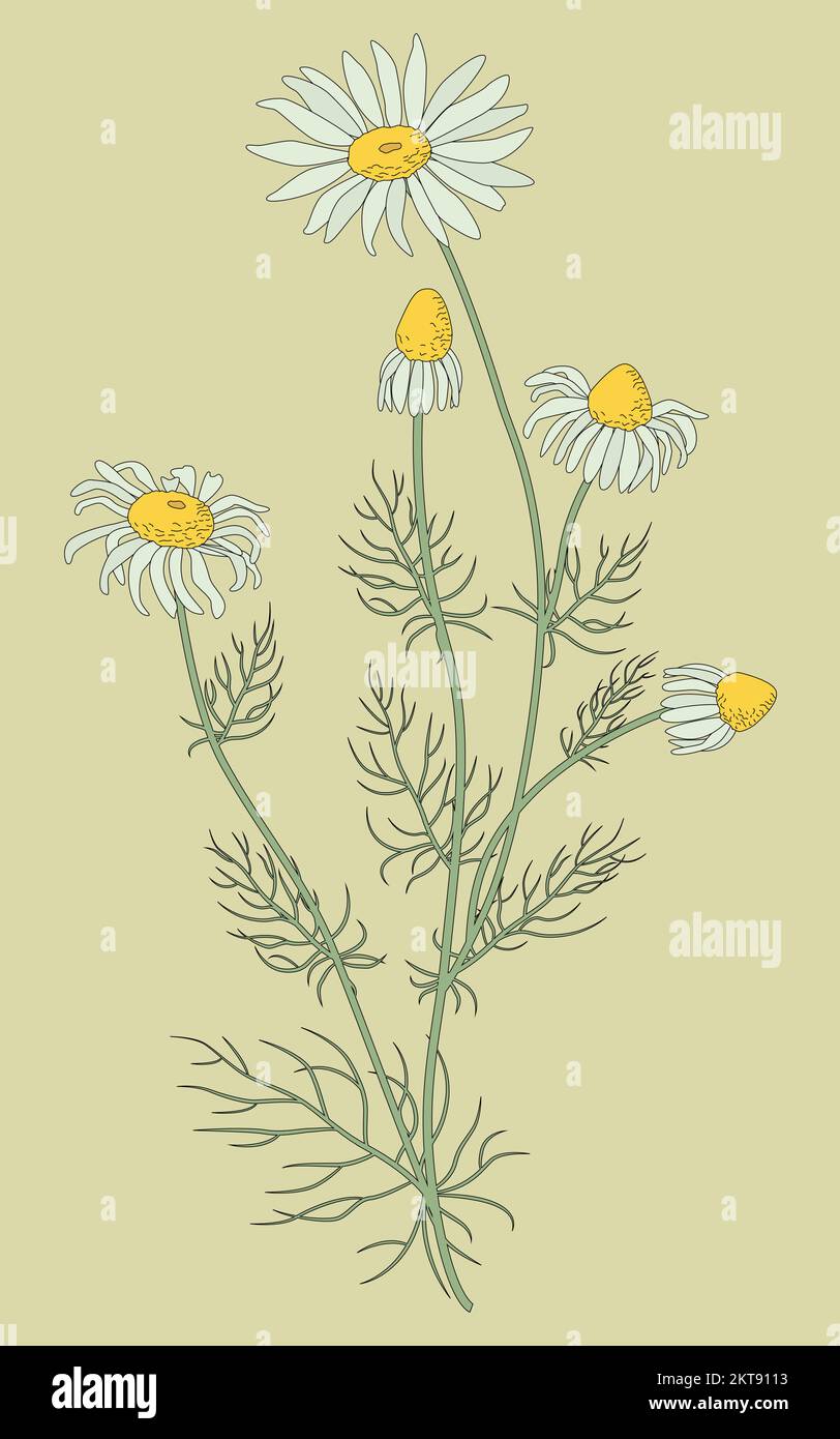 Beautiful vector flower set with white chamomile flowers Stock Vector ...