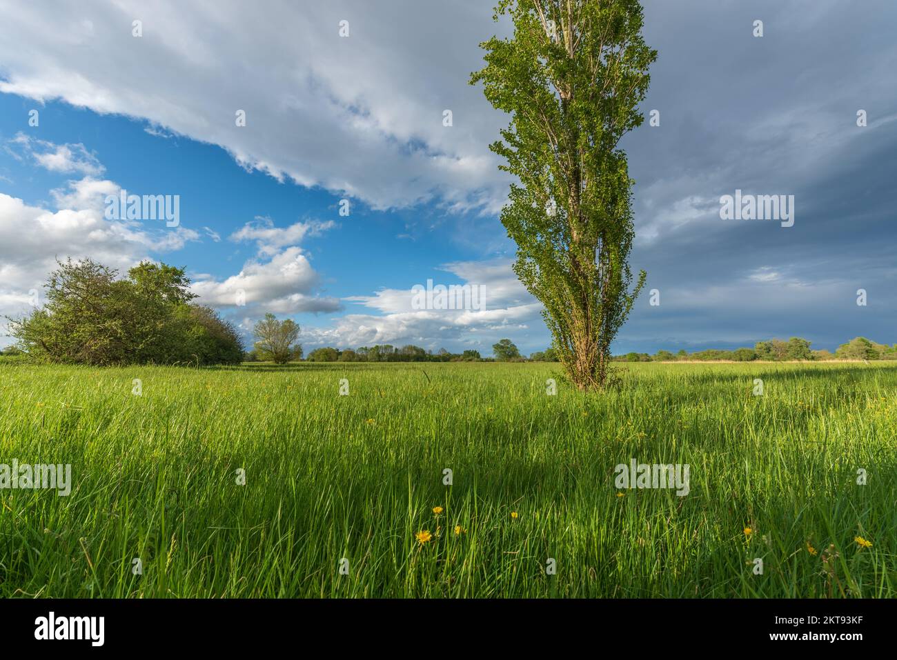 Dotted with trees hi-res stock photography and images - Alamy