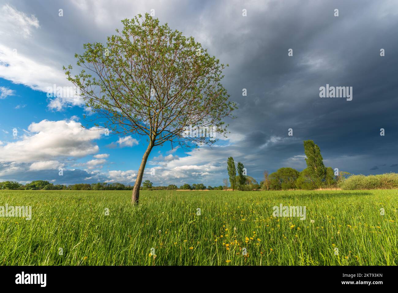 Dotted with trees hi-res stock photography and images - Alamy