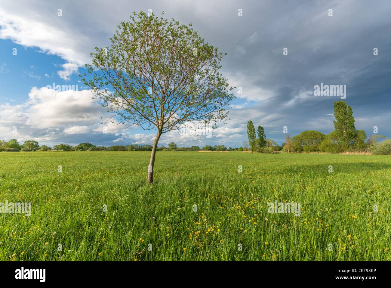 Dotted with trees hi-res stock photography and images - Alamy