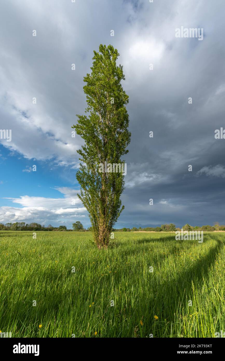 Dotted with trees hi-res stock photography and images - Alamy