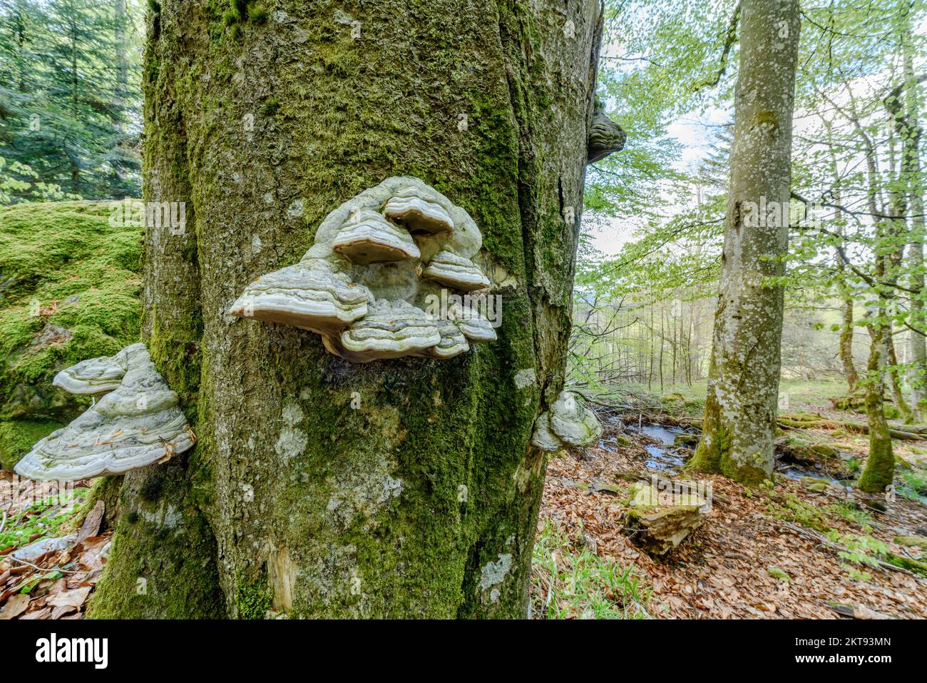 Large parasitic fungus on the trunk of a beech tree in a mountain ...