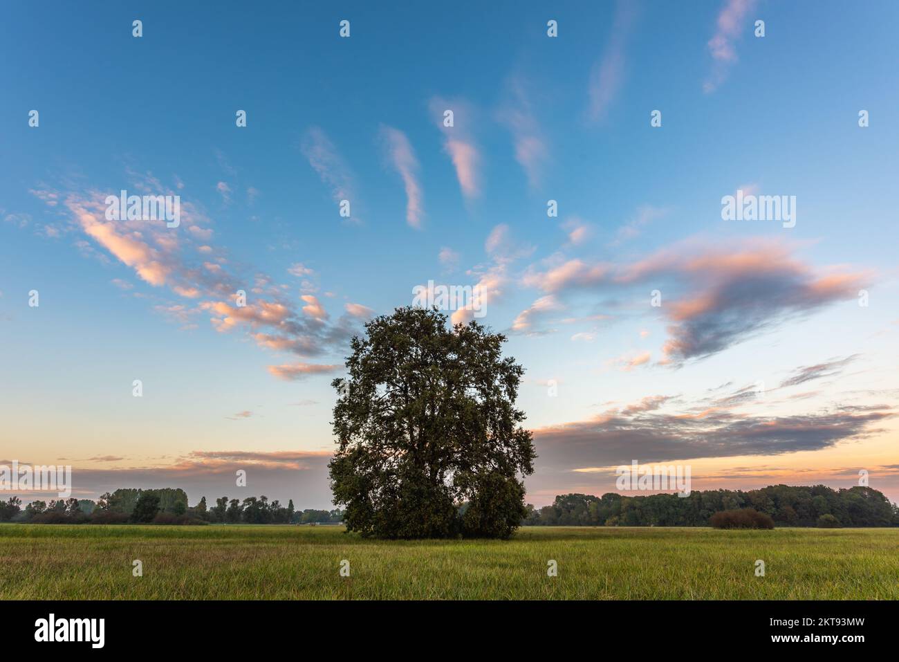 Large lone oak tree in a meadow at dusk. Alsace, France Stock Photo - Alamy