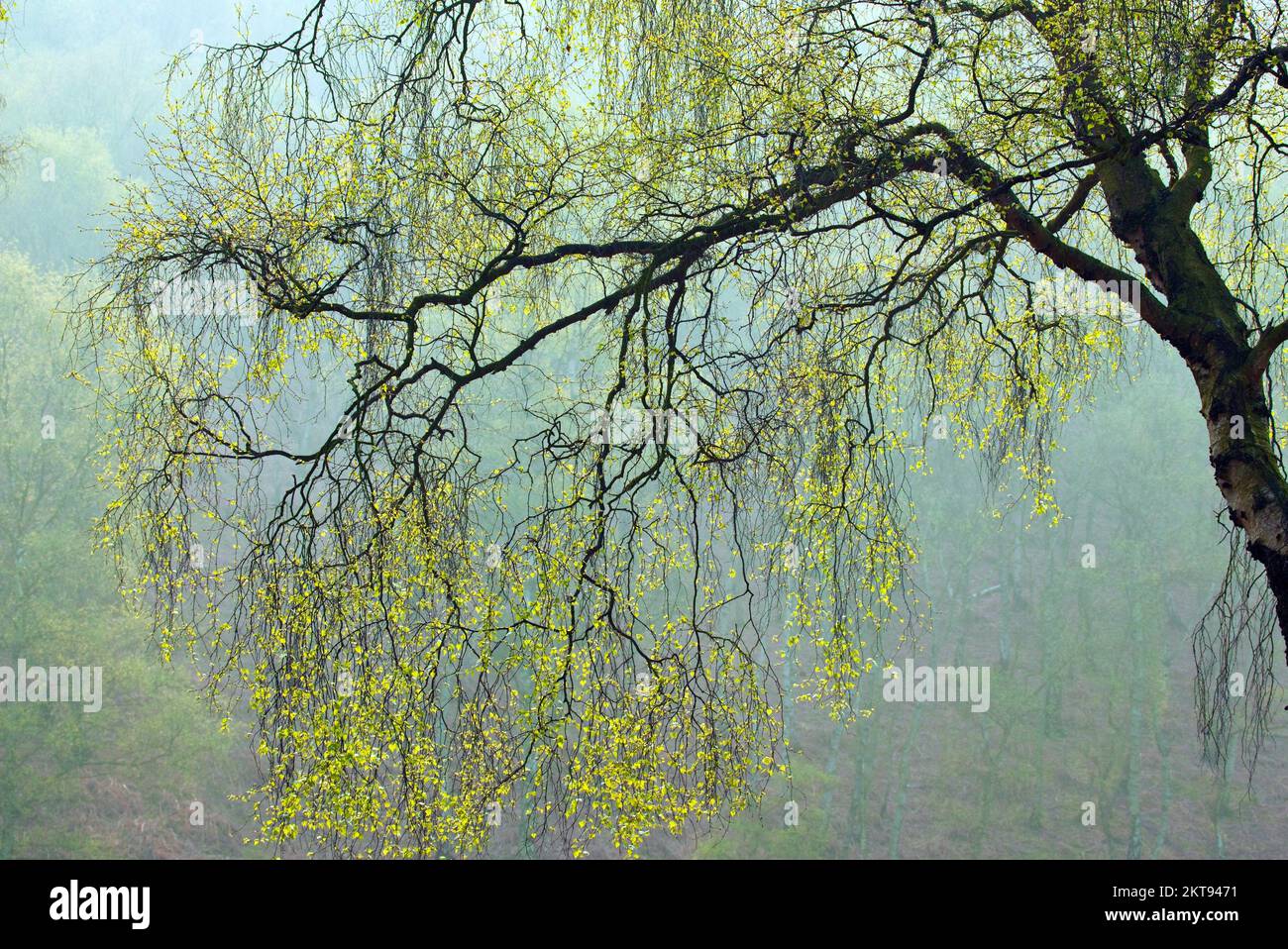 Beautiful Birch tree in April spring season on Cannock Chase Country ...