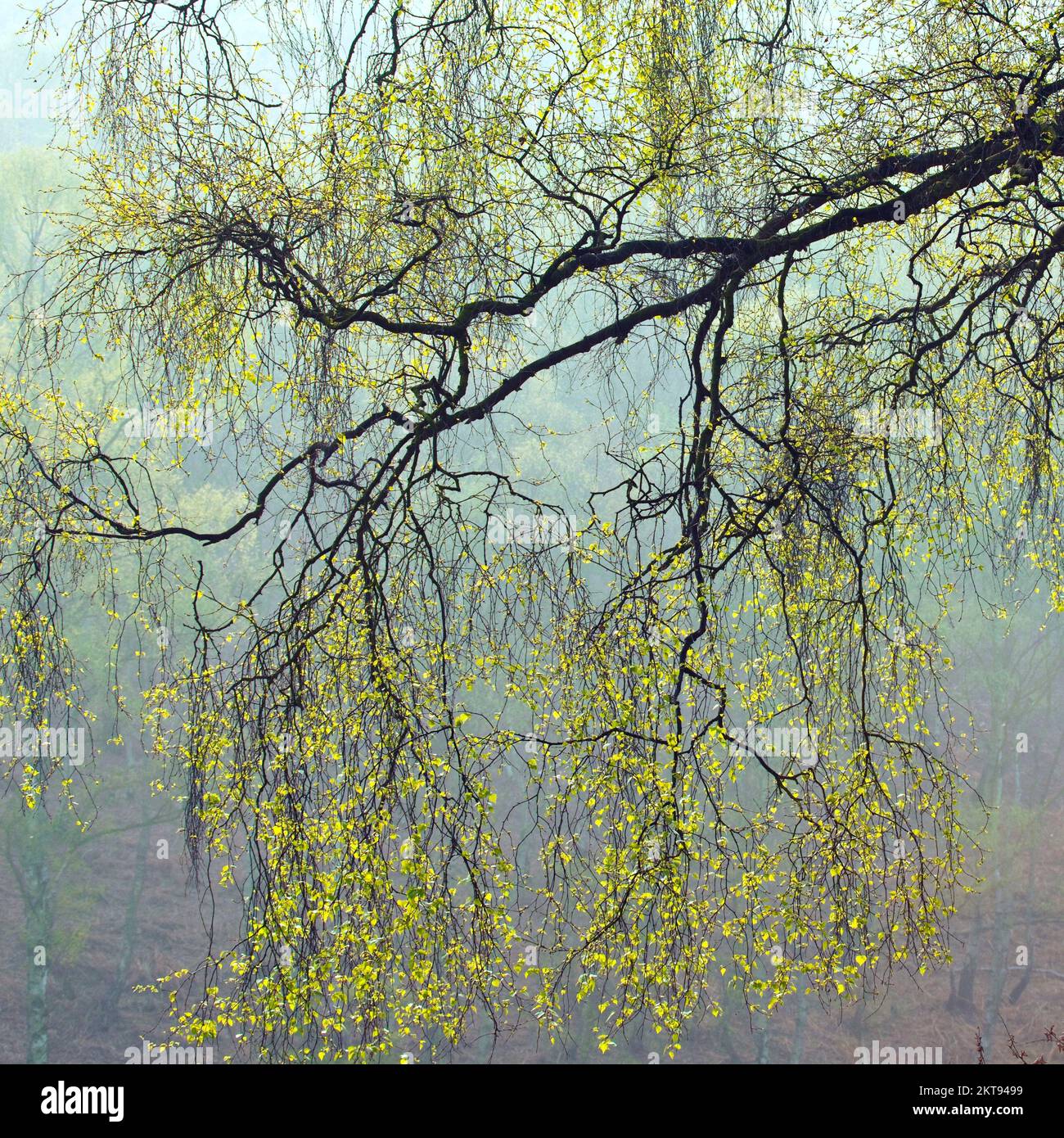 Weeping birch tree hi-res stock photography and images - Alamy