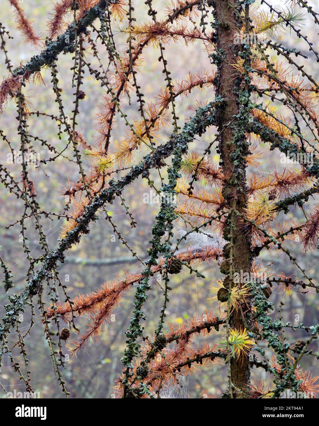Larch tree branches with gold, amber and brown foliage in autumn ...