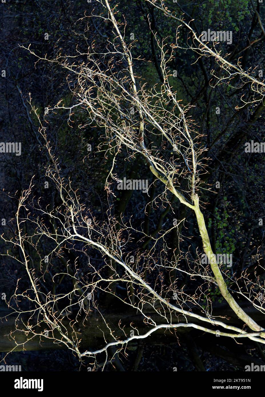 Trees in Spring showing beauty in nature with striking patterns, shape ...