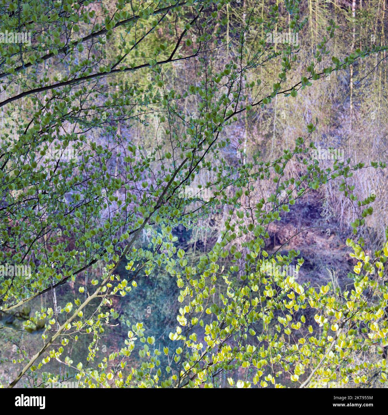 Trees in Spring showing beauty in nature with striking patterns, shape ...