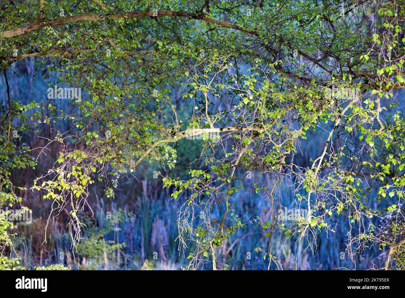 Trees in Spring showing beauty in nature with striking patterns, shape ...