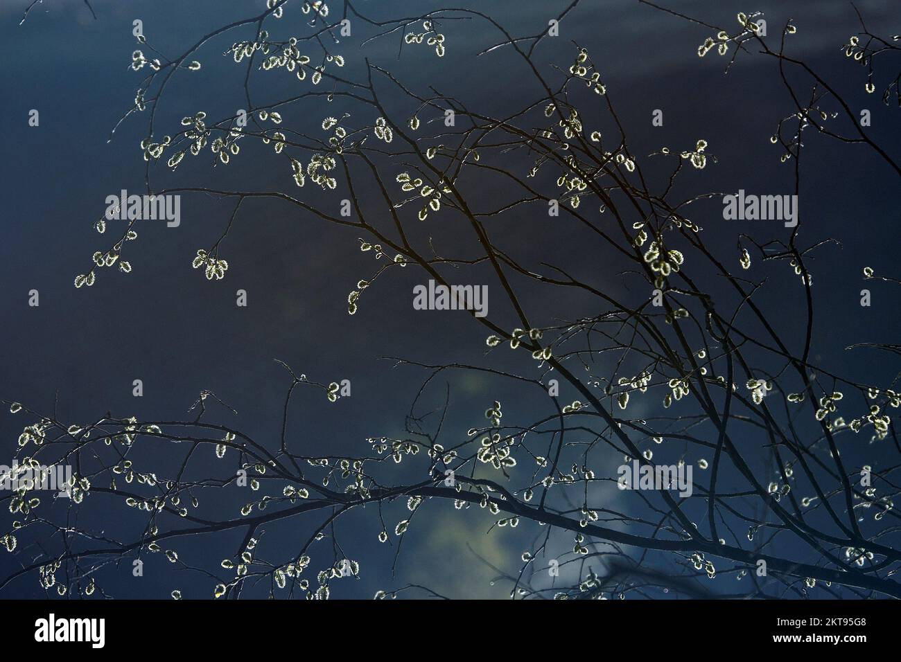 Trees in Spring showing beauty in nature with striking patterns, shape ...