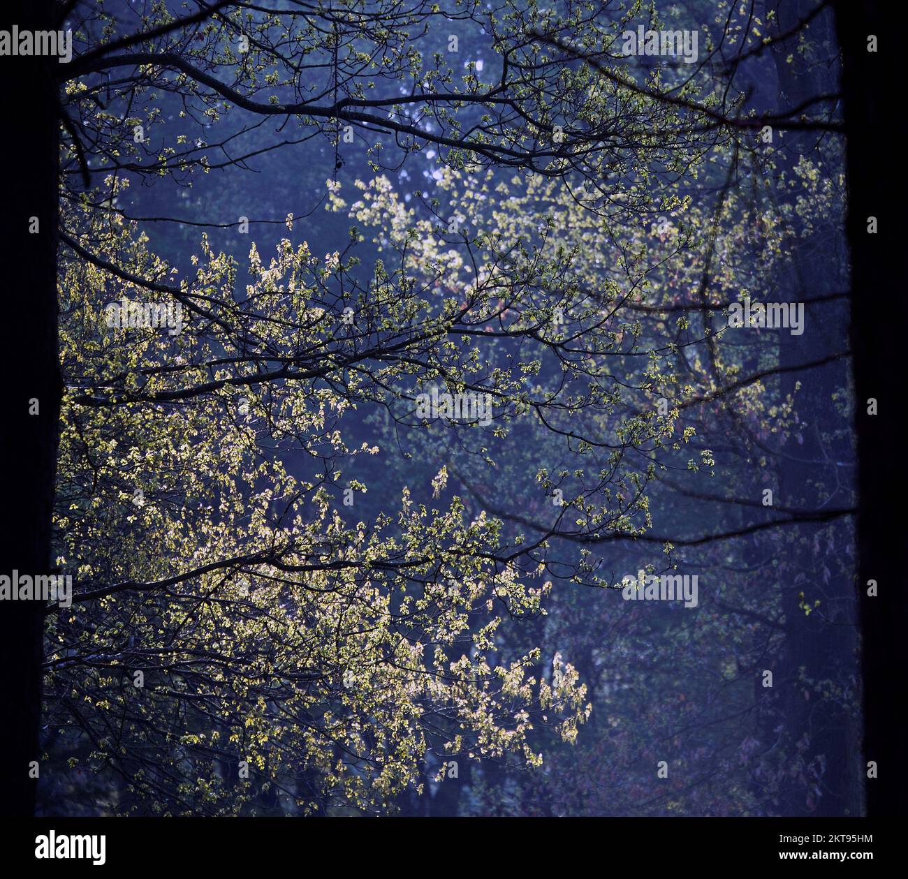 Woodland in Spring showing beauty in nature with striking patterns ...