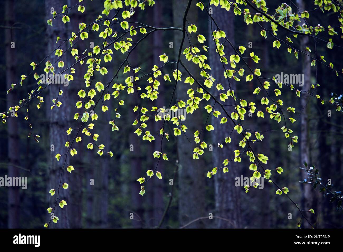 Trees in Spring showing beauty in nature with striking patterns, shape ...