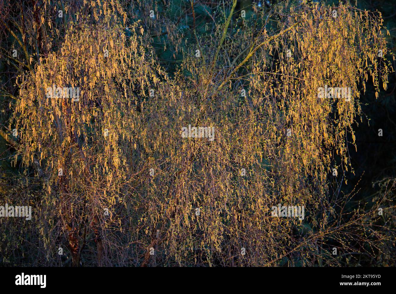 Trees in Spring showing beauty in nature with striking patterns, shape ...