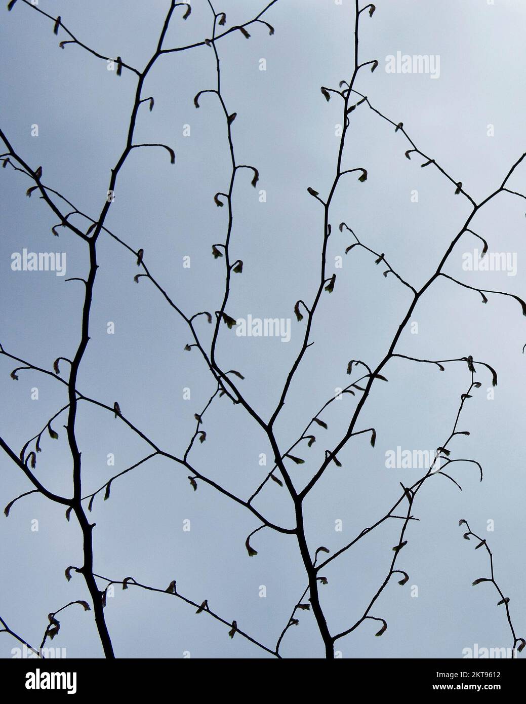 Beech tree in Spring displaying buds, stem, and branch in a graphic ...