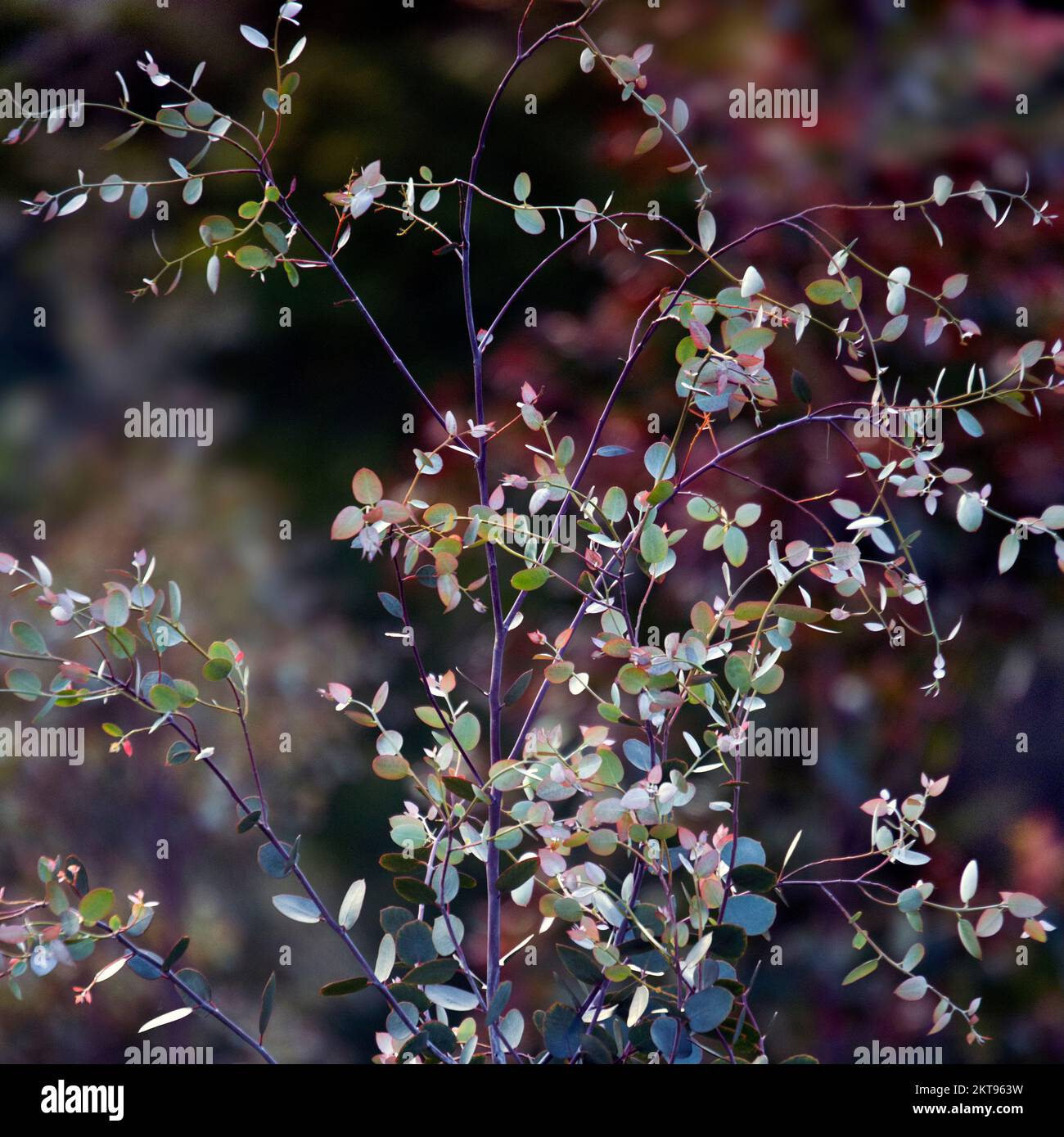 Eucalyptus trees in Summer showing beauty in nature with striking ...