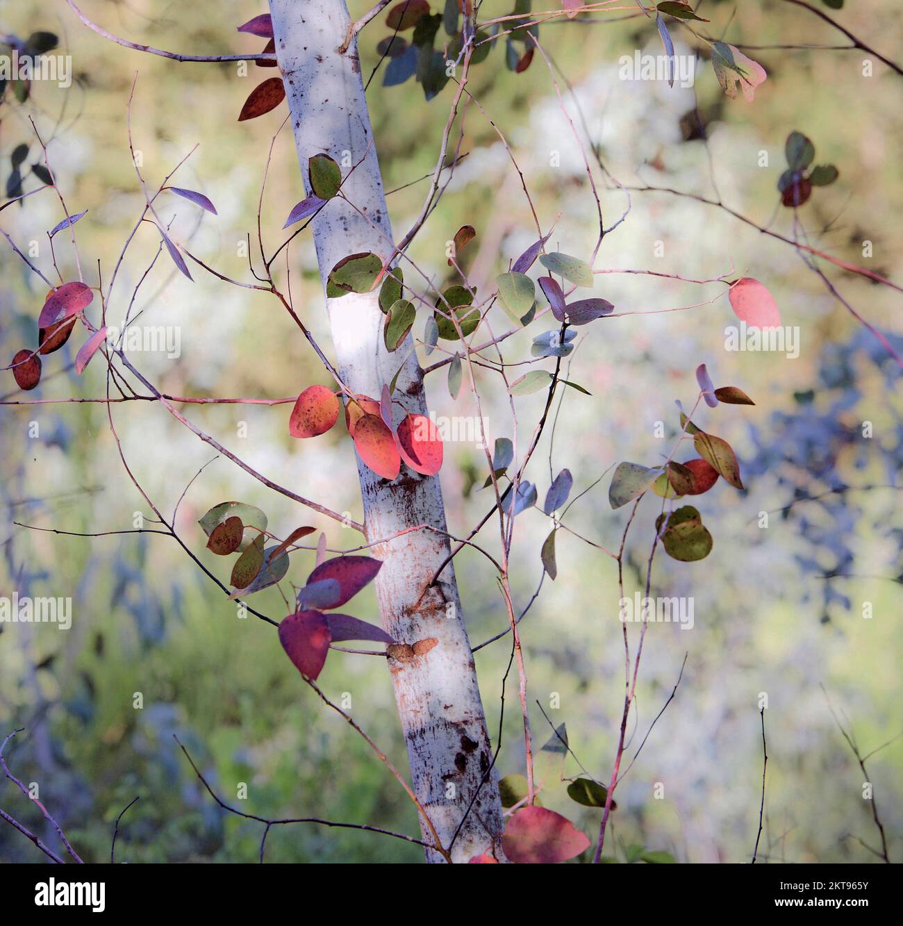 Eucalyptus trees in summer with varying coloured foliage in a small ...