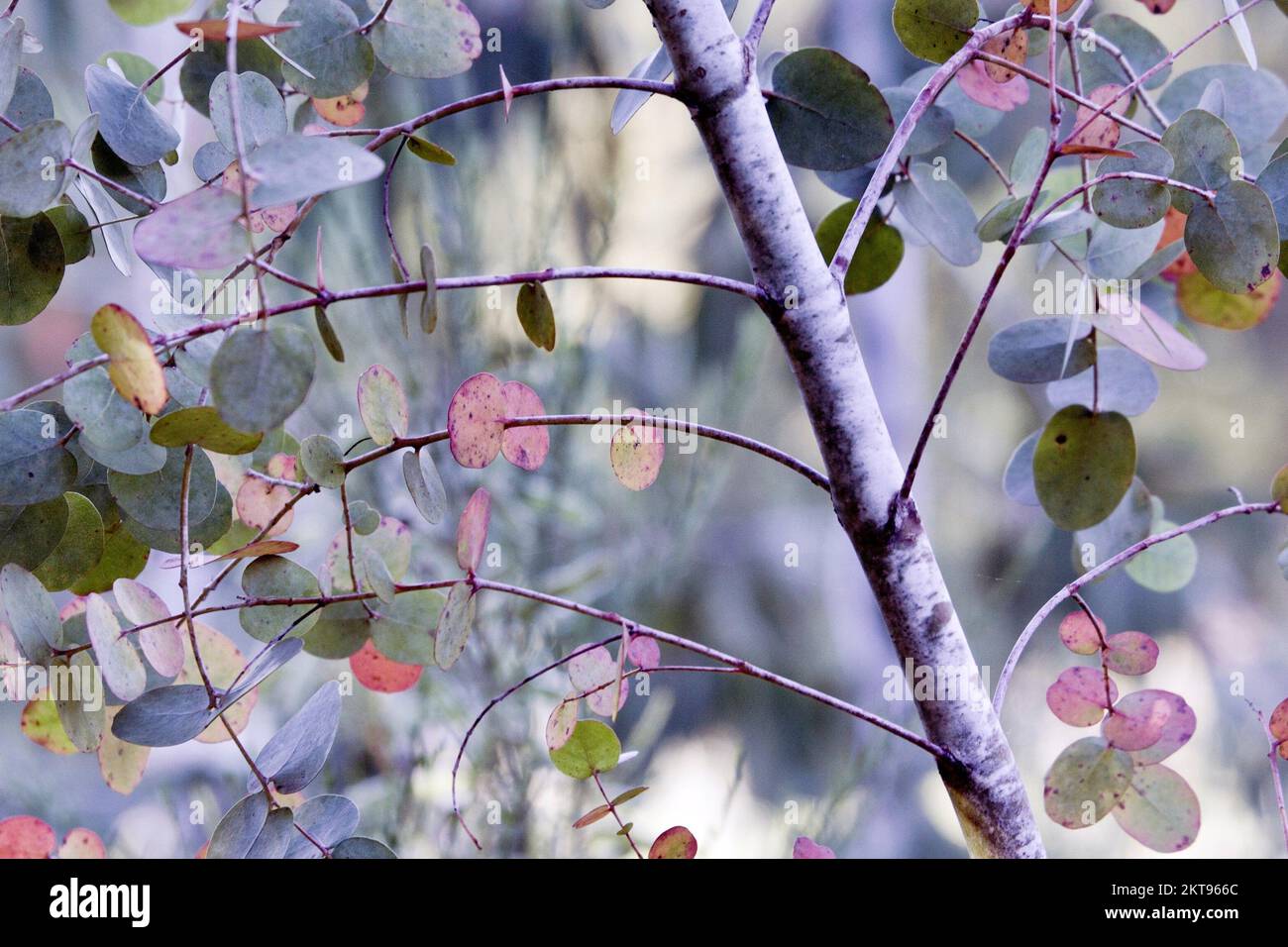 Eucalyptus trees in Summer showing beauty in nature with striking ...