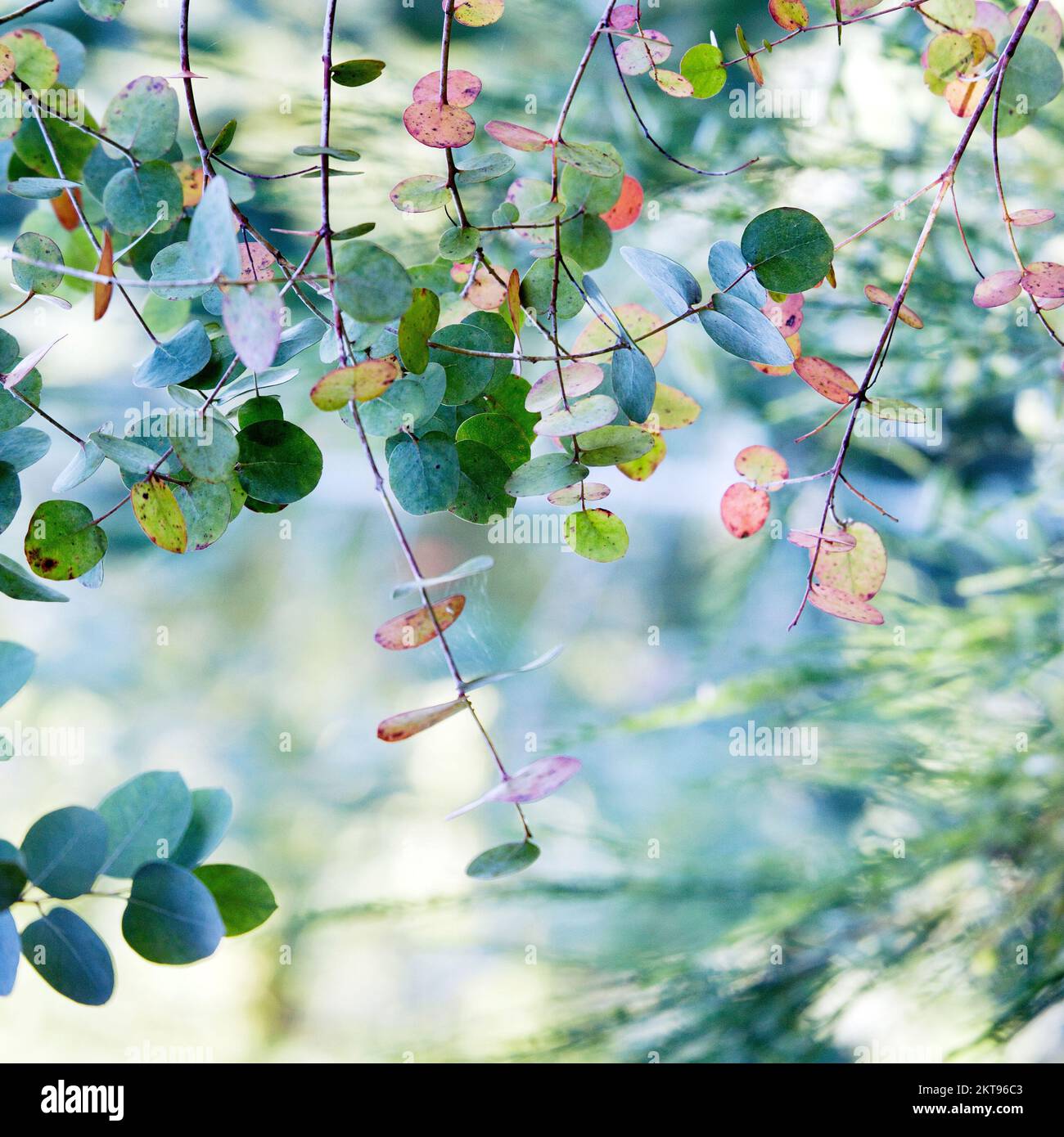 Trees in Summer showing beauty in nature with striking patterns, shape ...