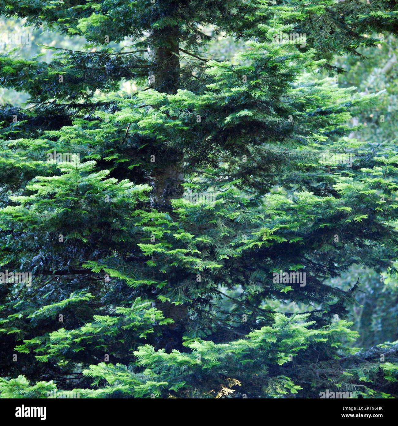 Spruce tree in Summer showing beauty in nature with striking patterns ...