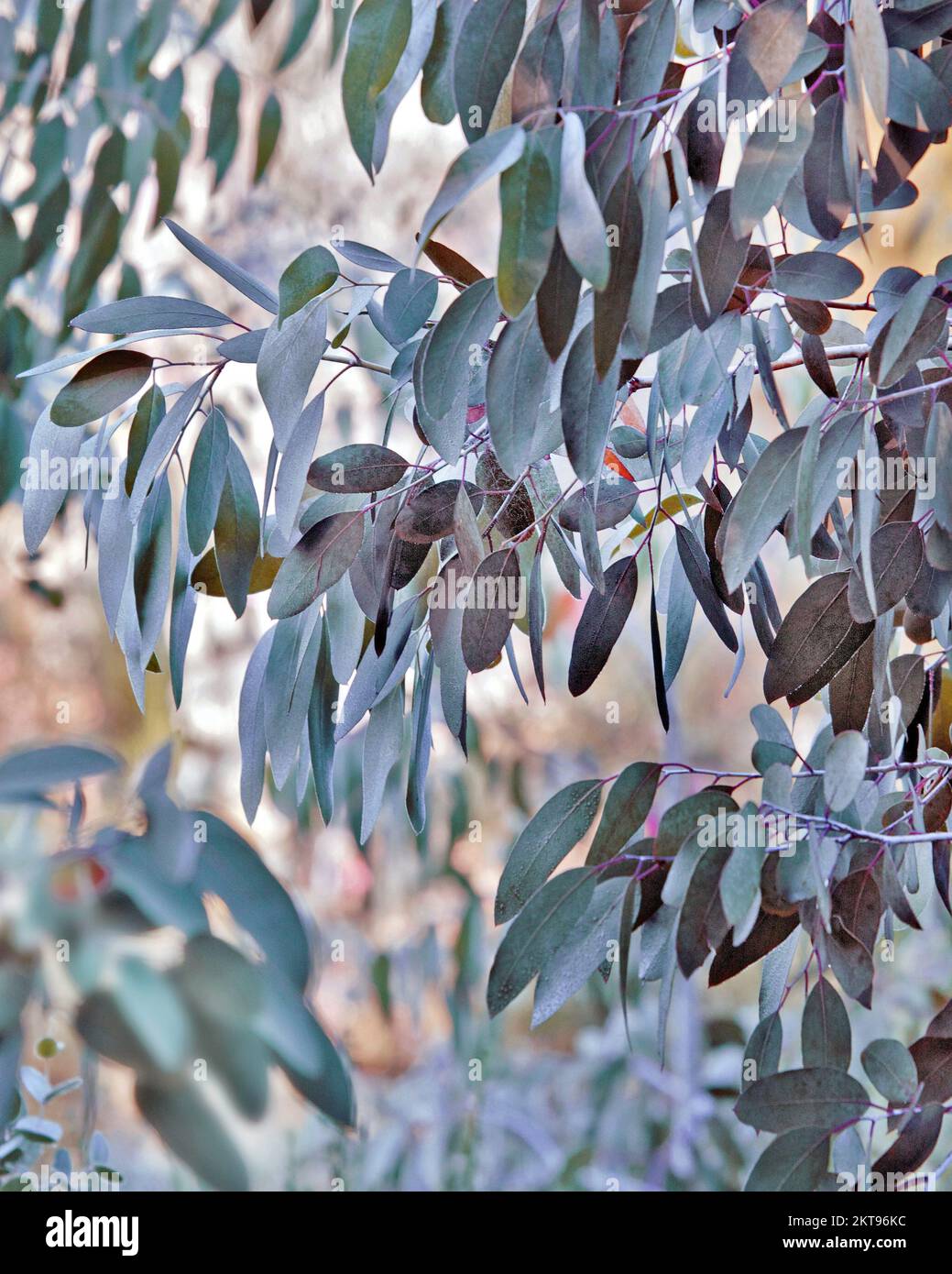 Eucalyptus trees in Summer showing beauty in nature with striking ...