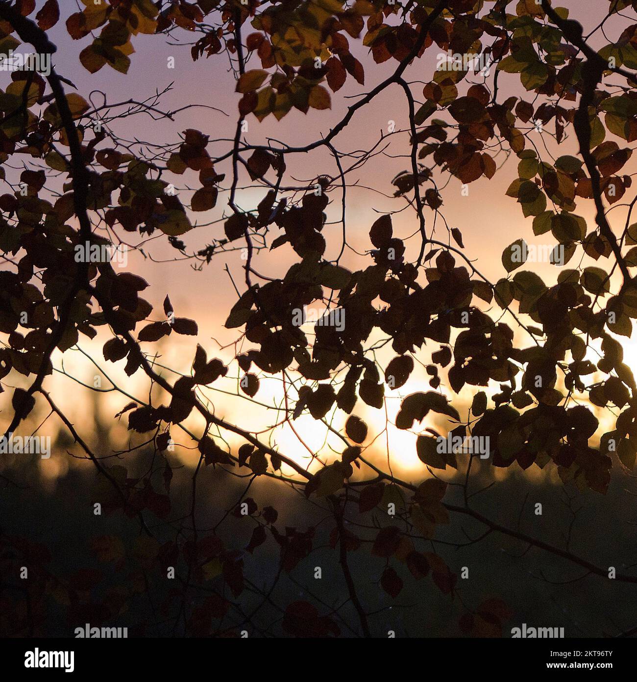 Woodland in autumn showing beauty in nature with striking patterns ...