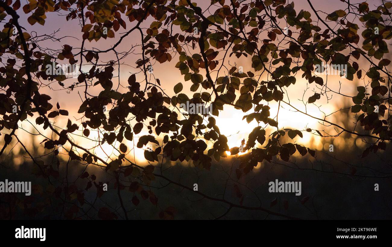 Woodland in autumn showing beauty in nature with striking patterns ...