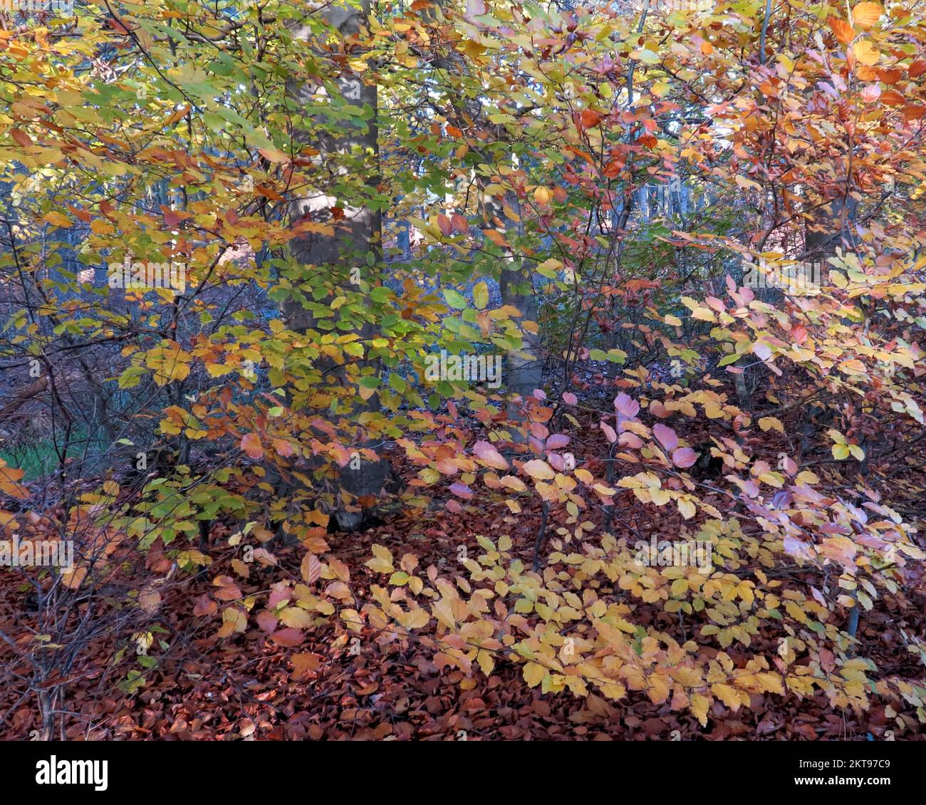 Woodland in autumn with tints and hues from Beech trees in the Cannock ...