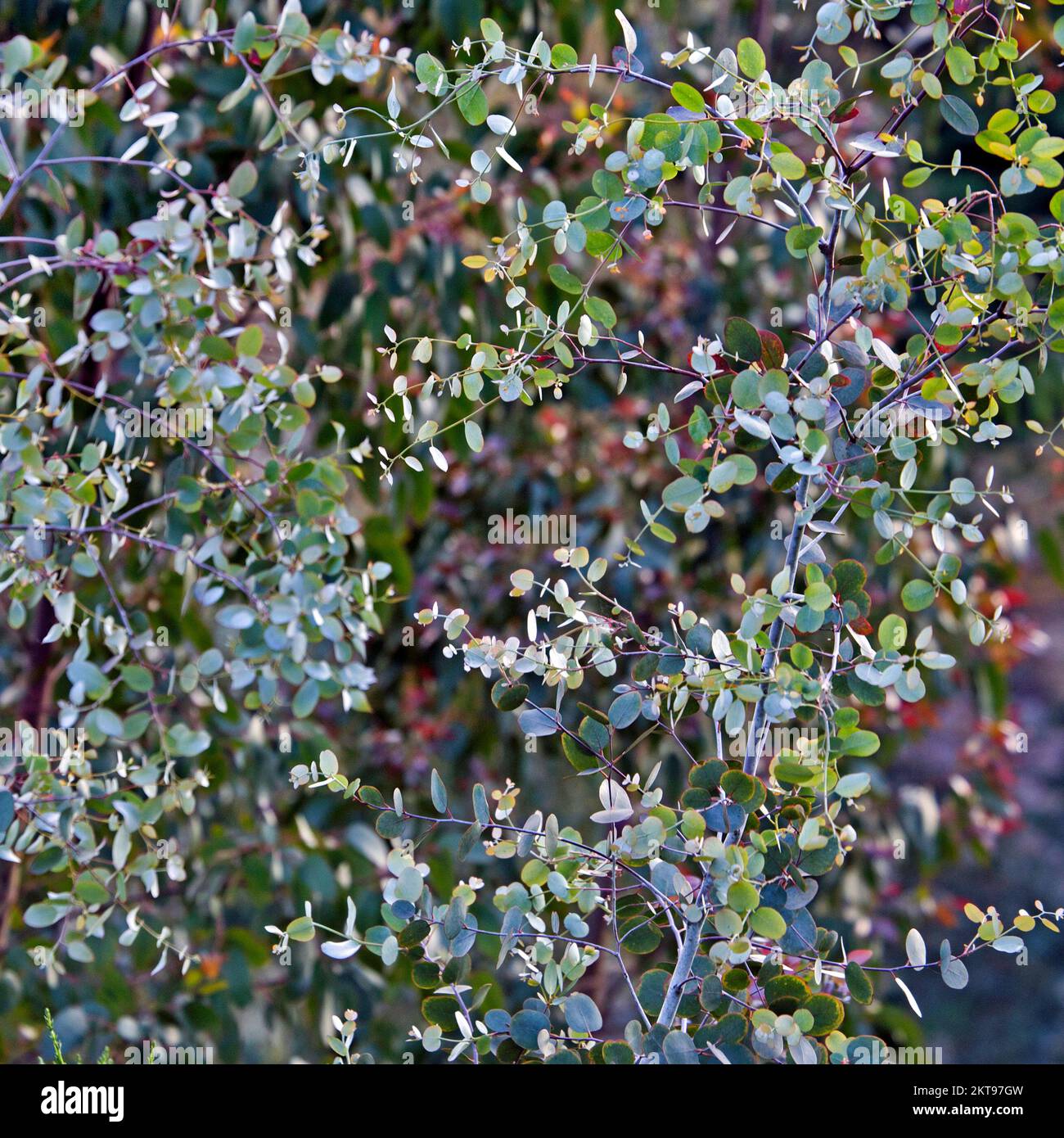 Eucalyptus trees in Summer showing beauty in nature with striking ...
