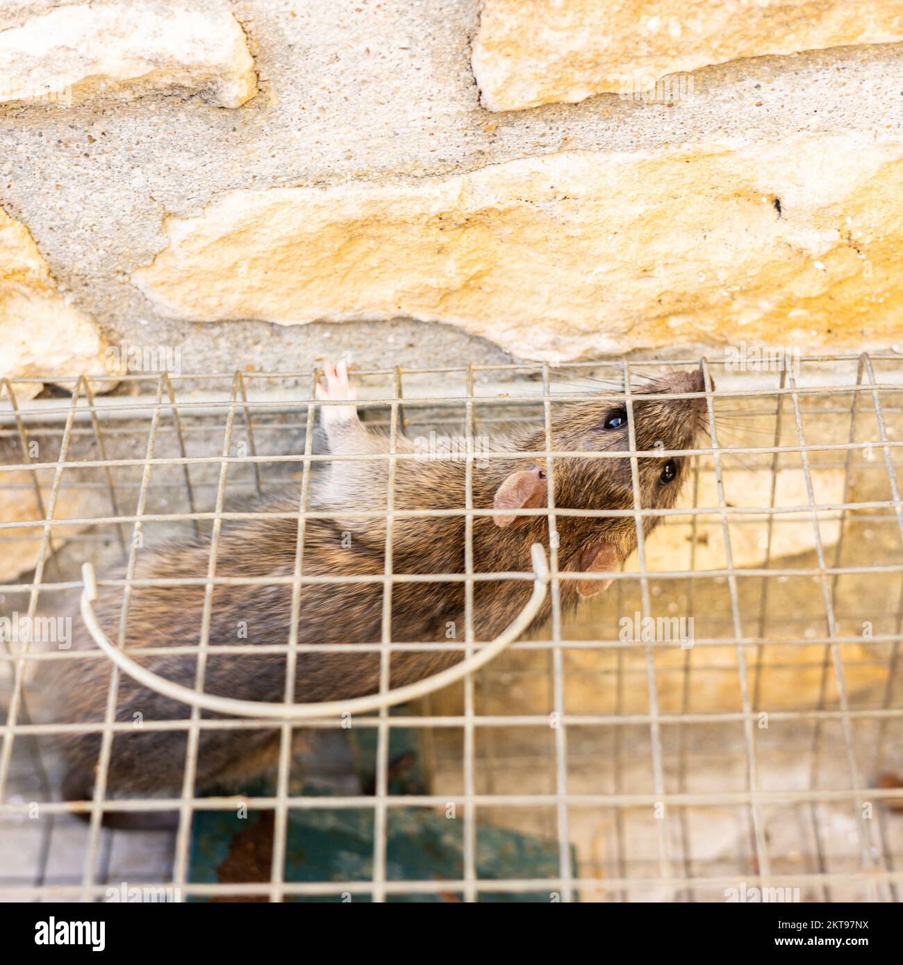 living rat trapped in an iron cage Stock Photo - Alamy