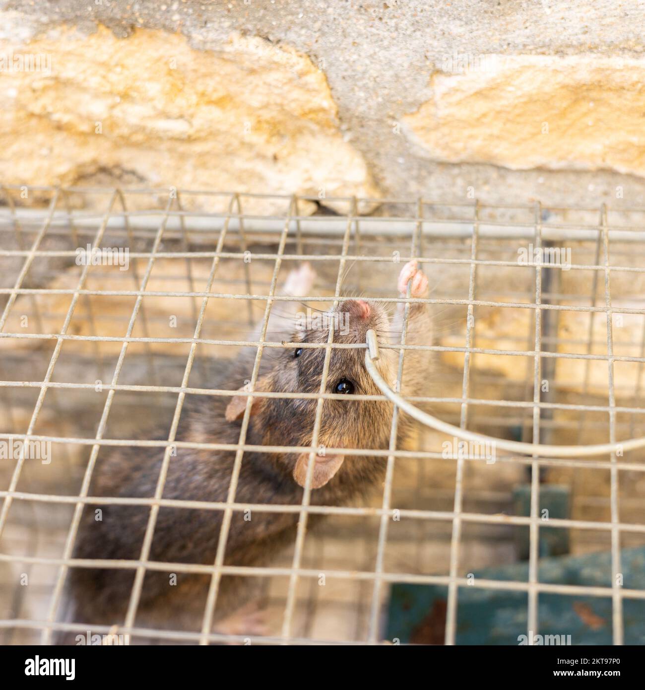 living rat trapped in an iron cage Stock Photo - Alamy